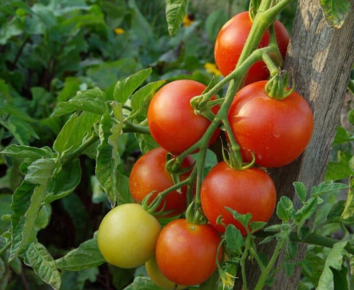 15 Of The Earliest Ripening Tomato Varieties (Fast Growers) - Tomato Garden
