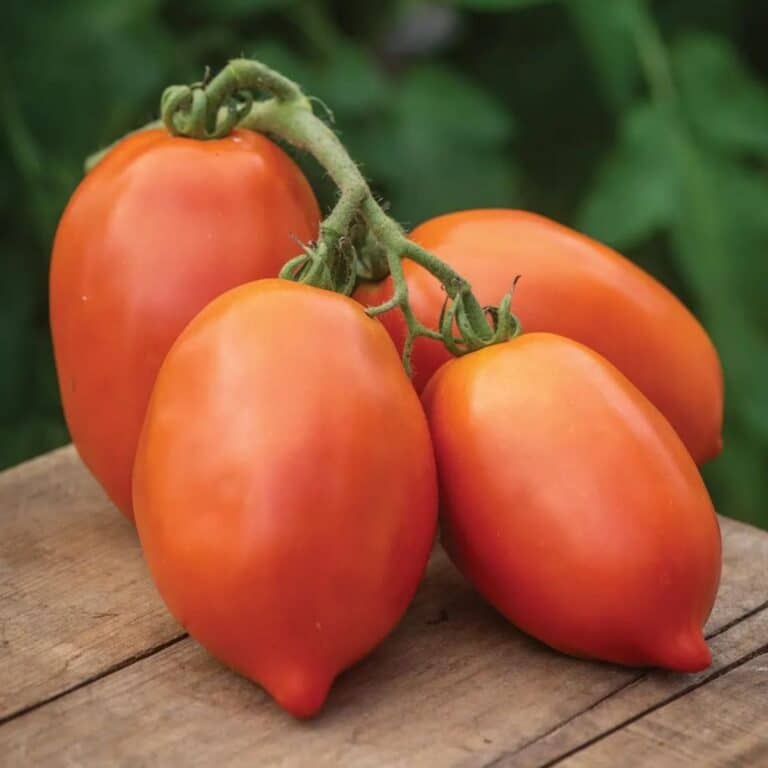 20 Of The Highest Yielding Tomato Varieties - Tomato Garden