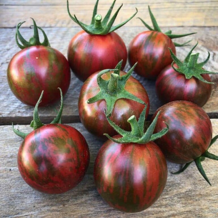 20 Of The Highest Yielding Tomato Varieties - Tomato Garden