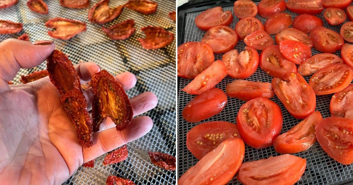 How to Dehydrate Tomatoes for Shelf Stable Storage - Tomato Garden