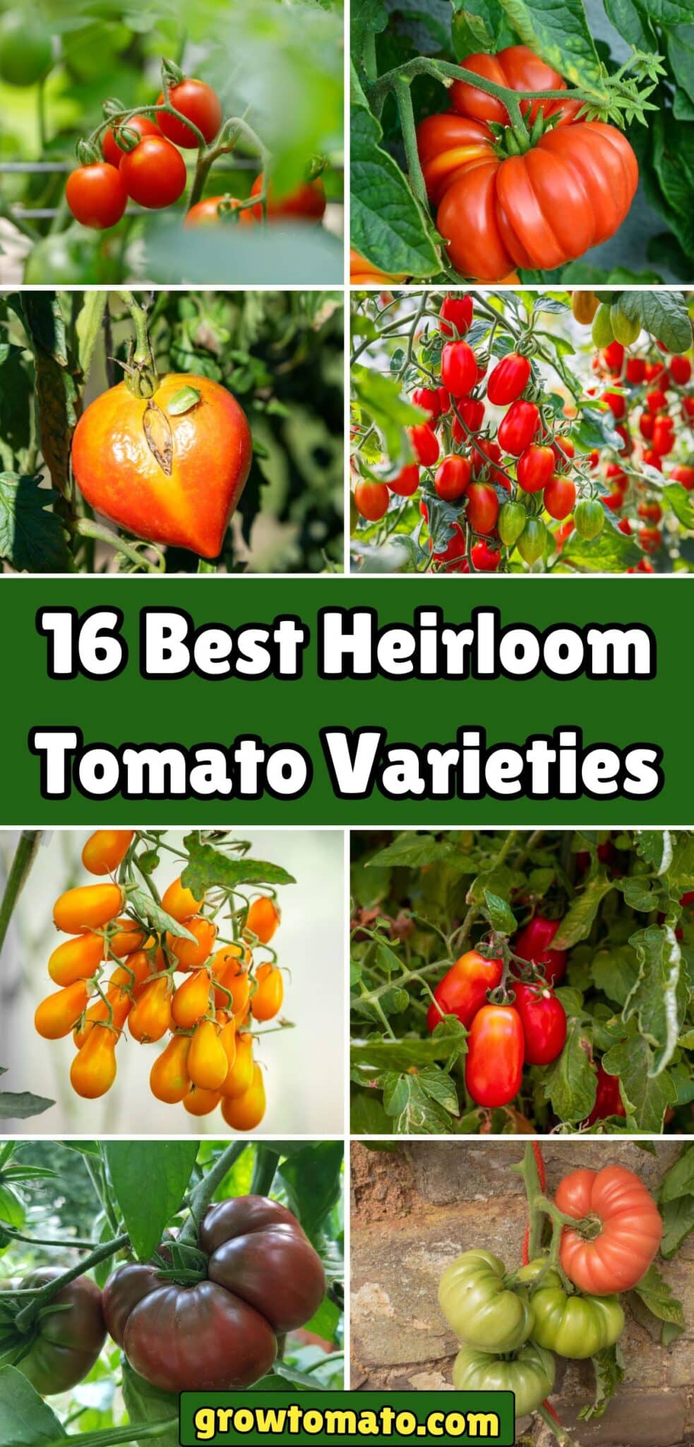 16 Best Heirloom Tomato Varieties - Tomato Garden