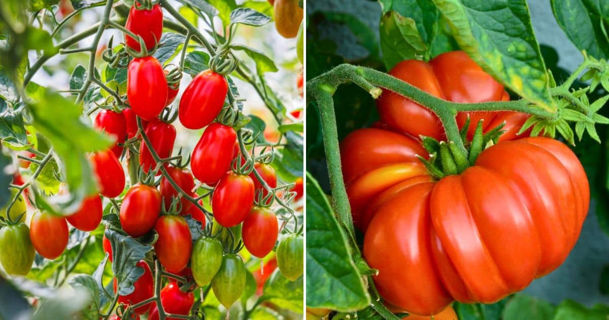 16 Best Heirloom Tomato Varieties - Tomato Garden