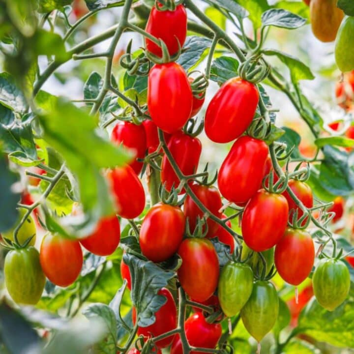 12 Largest Tomato Varieties (Giant Tomatoes) - Tomato Garden