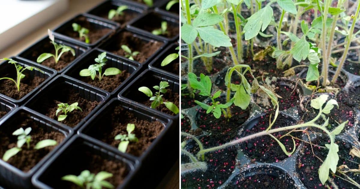 20+ Tips to Prevent Damping Off Disease in Tomato Seedlings - Tomato Garden