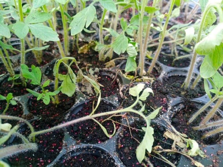 20+ Tips to Prevent Damping Off Disease in Tomato Seedlings - Tomato Garden