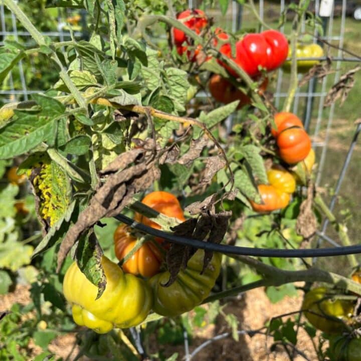 20+ Tips to Prevent Damping Off Disease in Tomato Seedlings - Tomato Garden