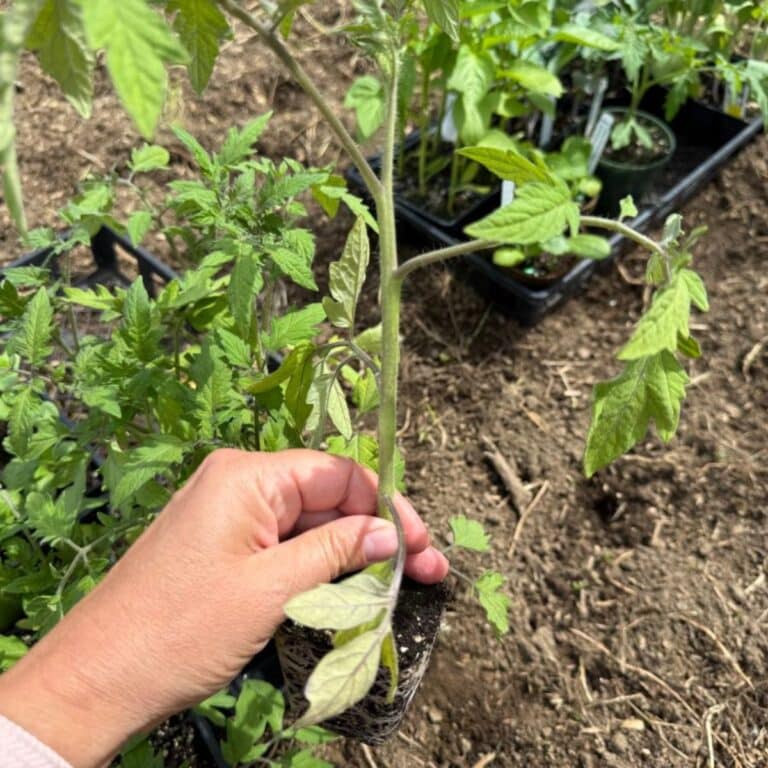 How to Dehydrate Tomatoes for Shelf Stable Storage - Tomato Garden
