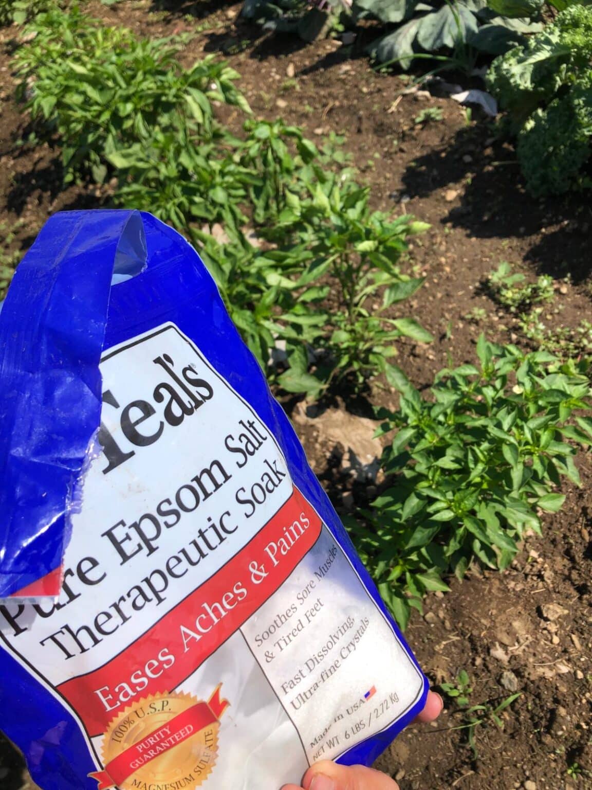 8 Things Epsom Salt Does for Tomatoes - Tomato Garden